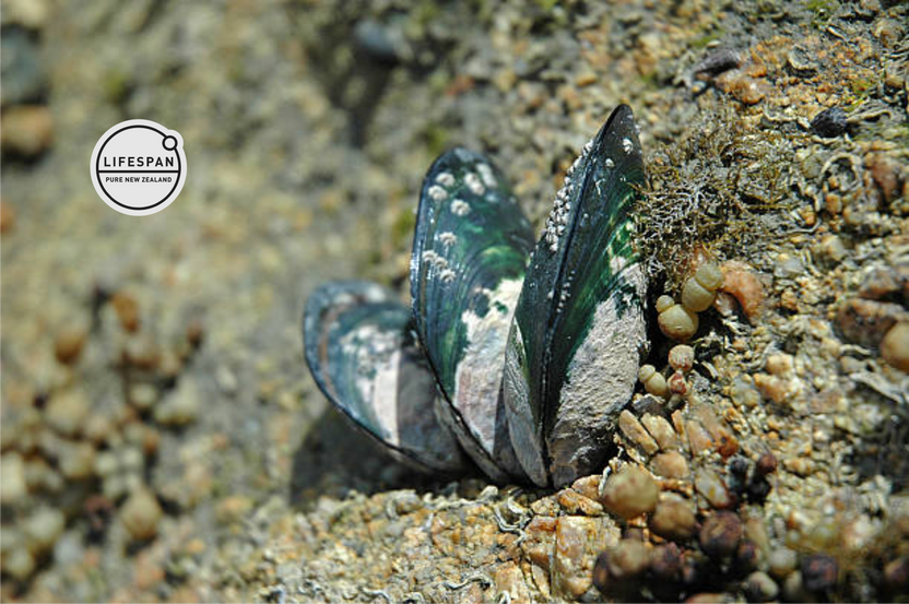 NZ Green Lipped Mussel: A Journey Through Its Life and Role in the Mar ...